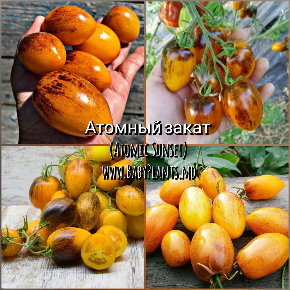 Cumpărați Atomic Sunset - 10 seminte / Атомный закат la 25 MDL de la producător